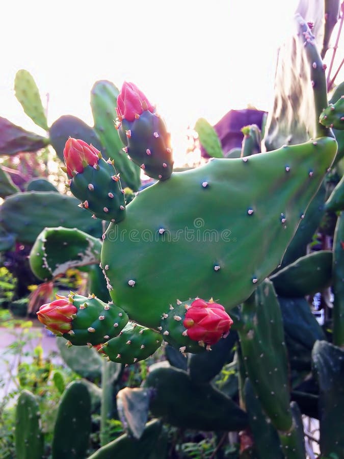 Planta Do Cacto Com Flores Vermelhas Imagem de Stock - Imagem de planta ...