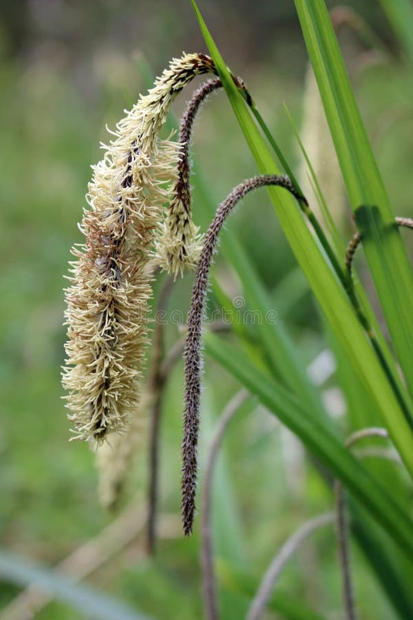 Planta do carriço na flor imagem de stock. Imagem de planta - 114007405