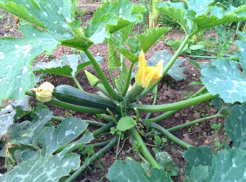 Planta Do Courgette Em Um Campo Imagem de Stock - Imagem de alimento ...