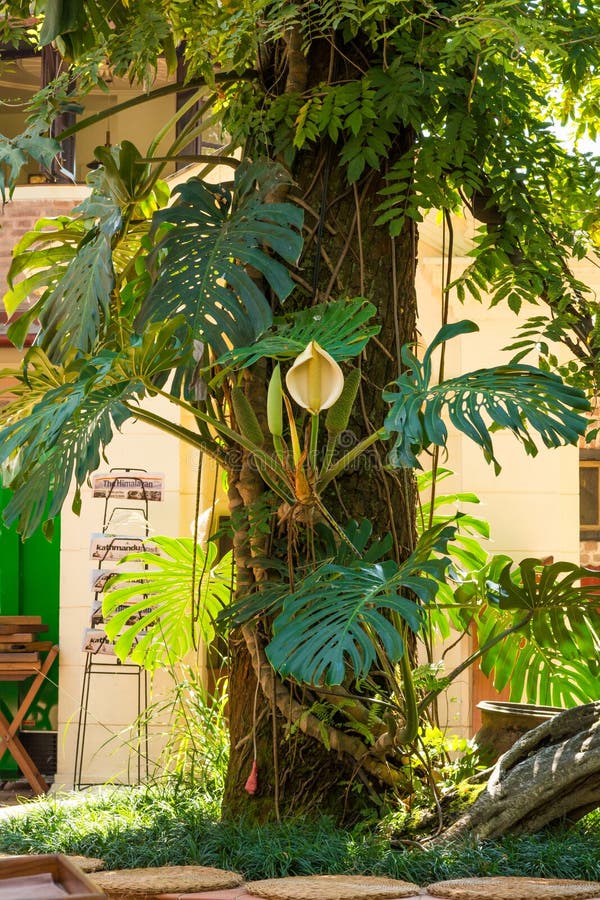 Planta Do Deliciosa De Monstera Foto de Stock - Imagem de branco ...