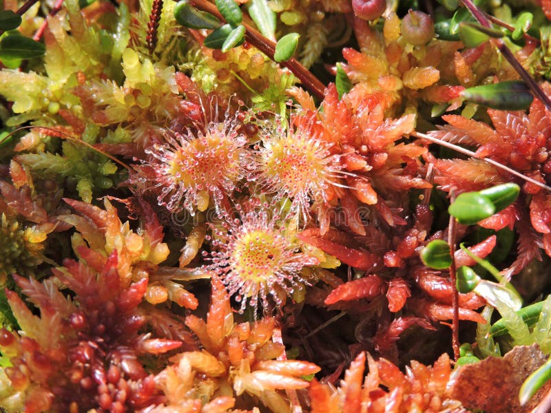 Planta do Drosera imagem de stock. Imagem de alimentações - 76915191