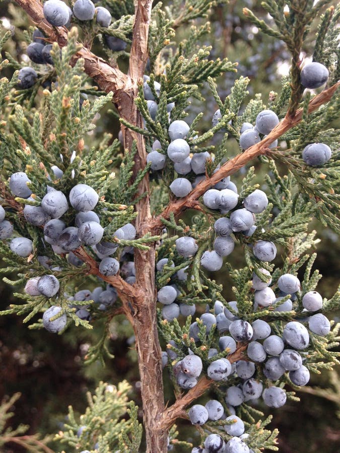 Planta Do Juniperus (zimbro) Que Floresce No Jardim Na Mola Imagem de Stock - Imagem de ...