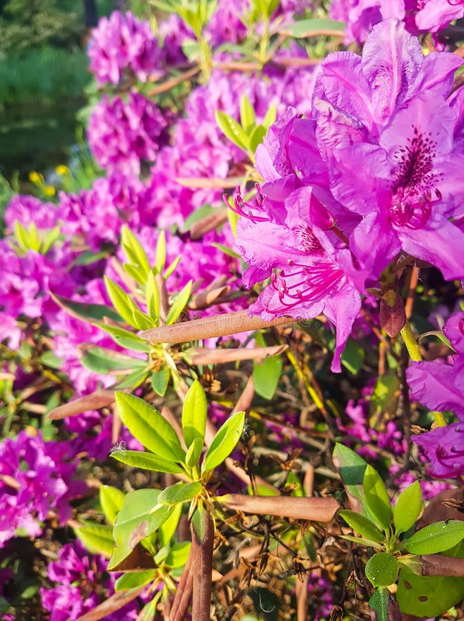 Planta Do Rododendro Com As Flores Perfumadas No Parque Da Mola Imagem ...