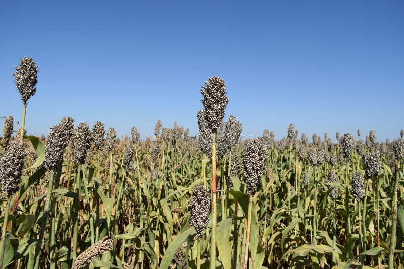Planta do sorgo foto de stock. Imagem de sorgo, krasnodar - 84414354