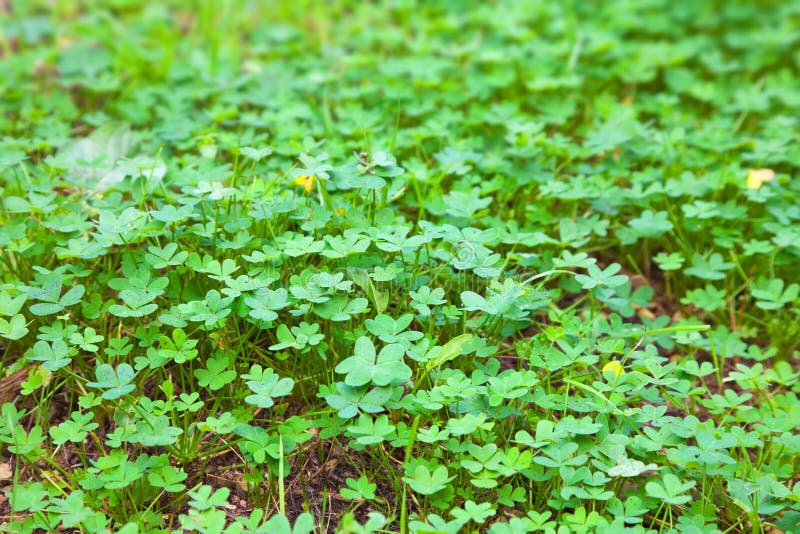Planta do trevo foto de stock. Imagem de irlandês, gramado - 18014112