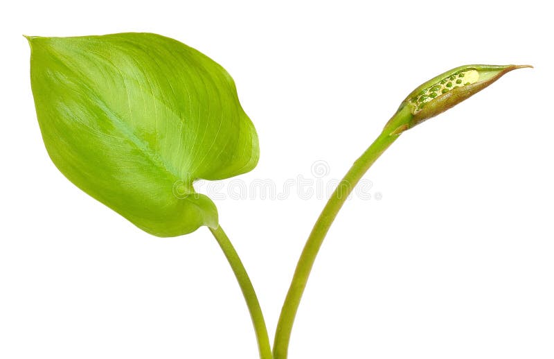 Planta Dos Palustris Do Calla Foto de Stock - Imagem de europa, pântano ...