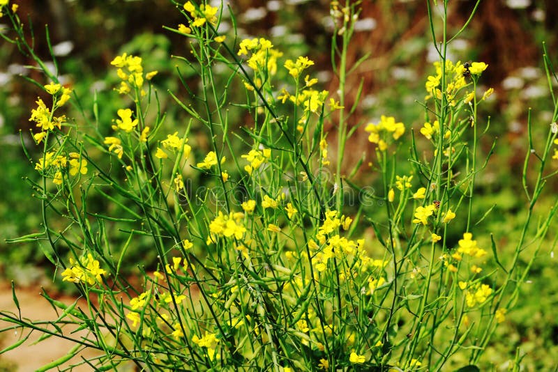 Planta E Flor Da Mostarda Em Um Jardim Foto de Stock - Imagem de campo ...