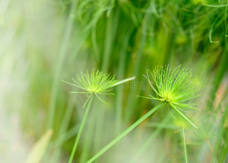 Planta Egipcia De La Juncia Del Papiro Foto de archivo - Imagen de ...