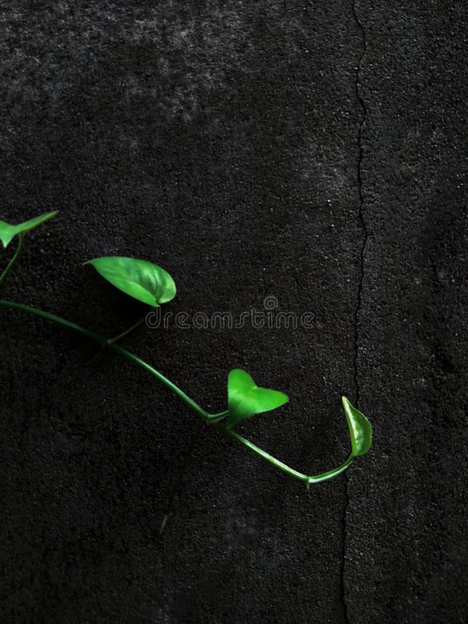 Planta En Ciernes Sobre Fondo Oscuro Imagen de archivo - Imagen de hoja ...