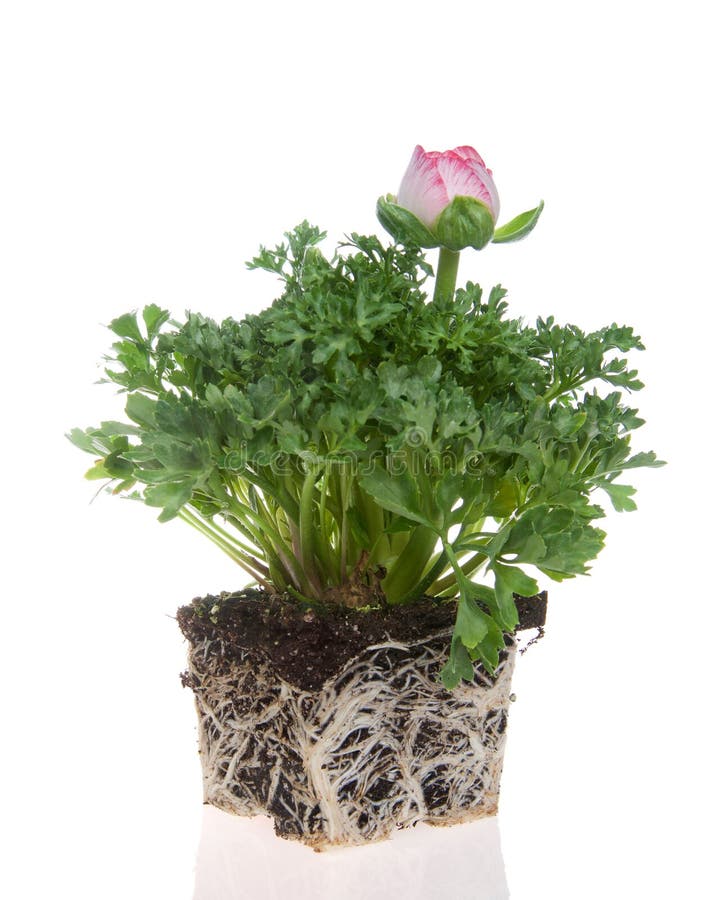 Planta Encuadernada De La Raíz, Flor, Aislada En Blanco Imagen de ...