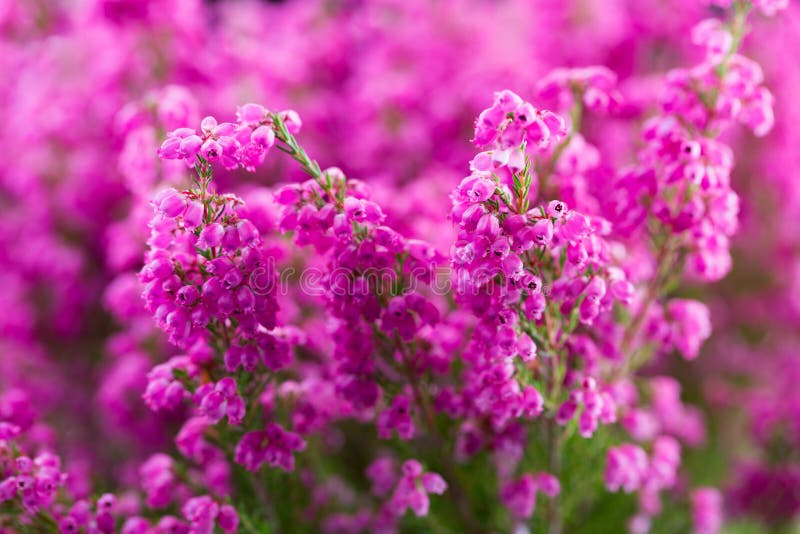 Planta Erica gracilis foto de archivo. Imagen de arbusto - 100171138
