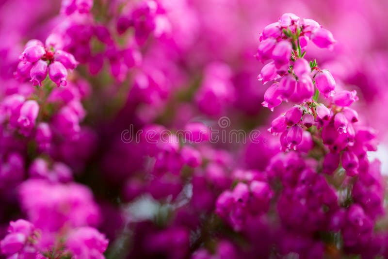 Planta Erica gracilis foto de archivo. Imagen de fondo - 100258836