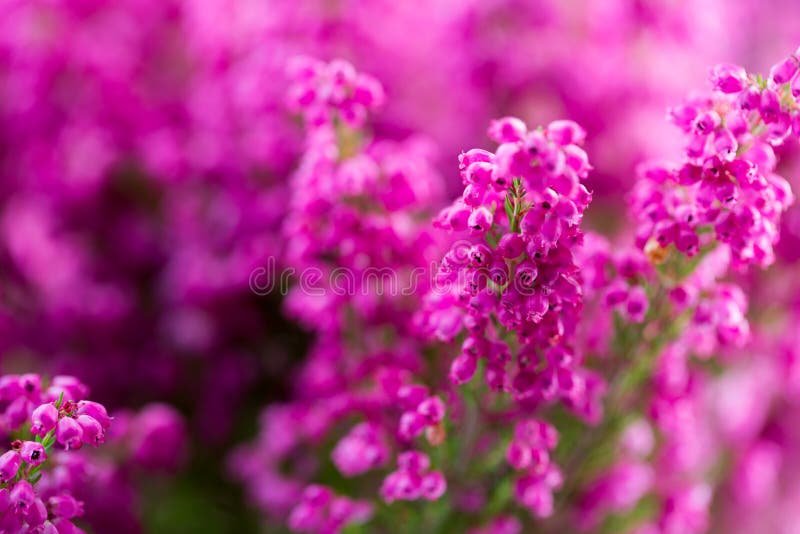 Planta Erica gracilis imagen de archivo. Imagen de vivo - 100330281