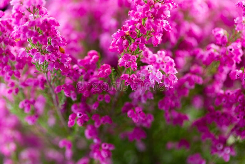 Planta Erica gracilis foto de archivo. Imagen de madera - 100957378