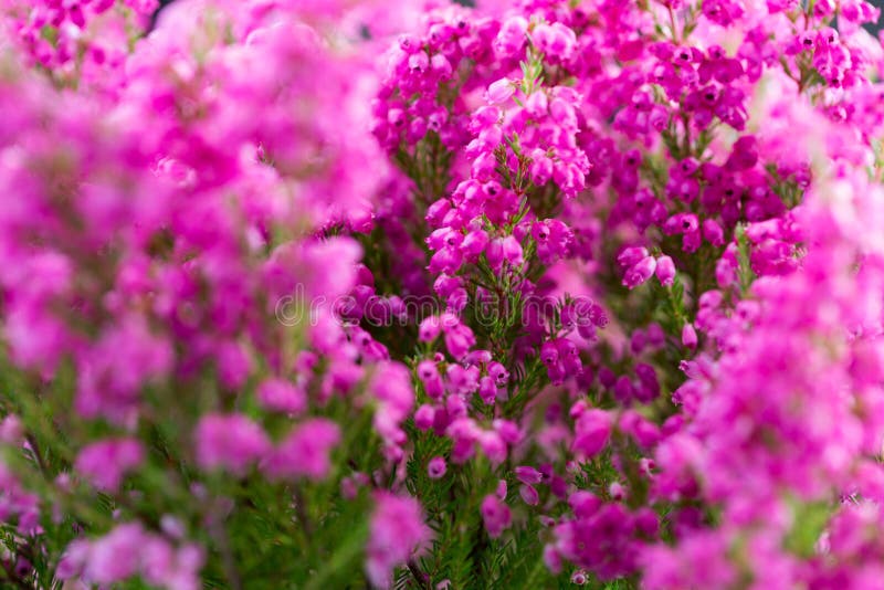 Planta Erica gracilis foto de archivo. Imagen de arbusto - 100958466