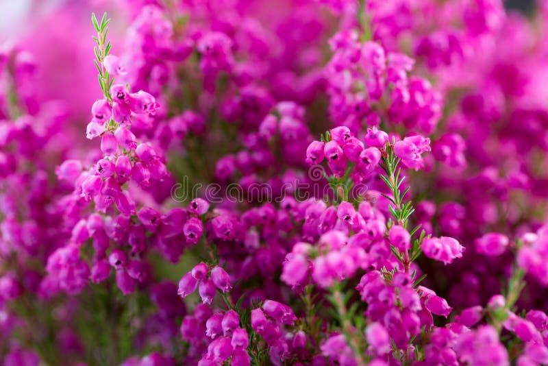 Planta Erica gracilis foto de archivo. Imagen de vivo - 101261354