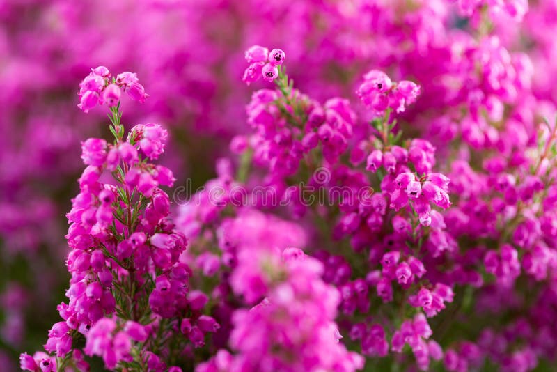 Planta Erica gracilis foto de archivo. Imagen de fondo - 101457414
