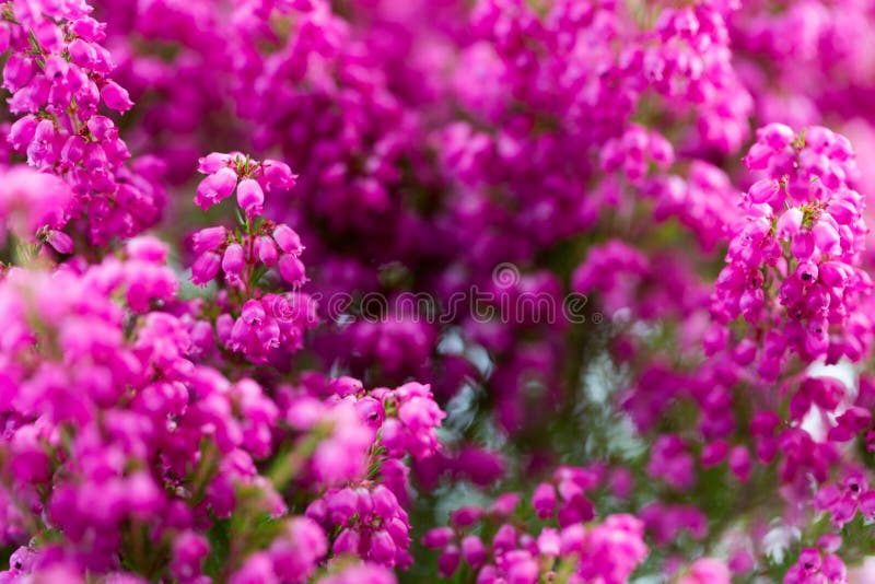 Planta Erica gracilis foto de archivo. Imagen de erica - 101617976