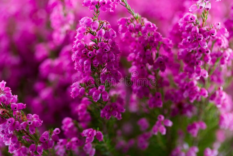 Planta Erica gracilis imagen de archivo. Imagen de octubre - 101995671