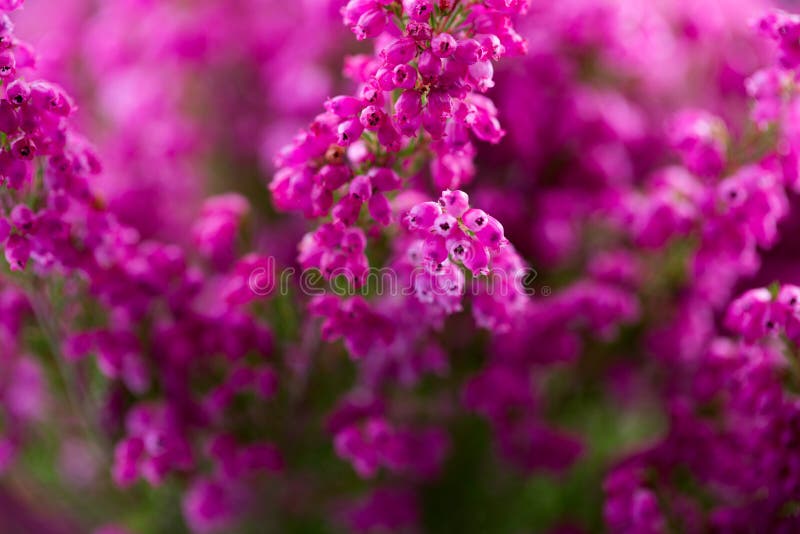 Planta Erica gracilis imagen de archivo. Imagen de flores - 102353767
