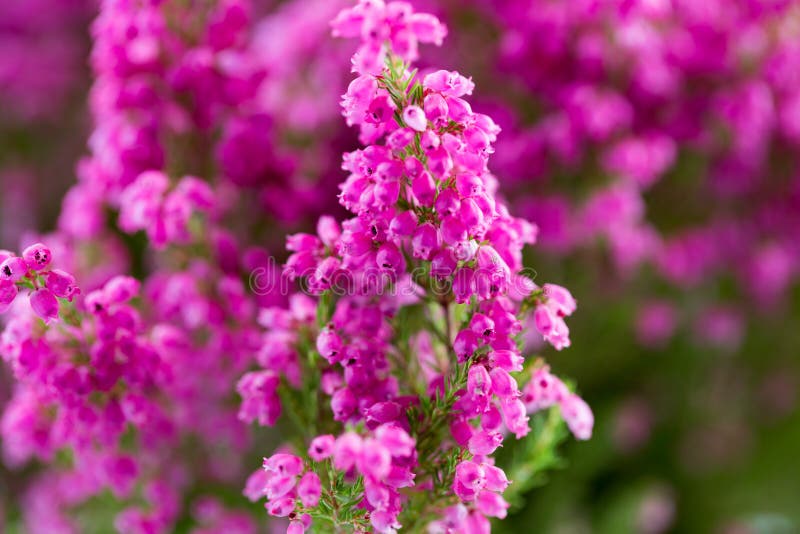 Planta Erica gracilis imagen de archivo. Imagen de flores - 102826531