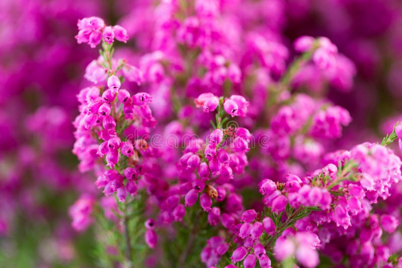 Planta Erica gracilis foto de stock. Imagem de flor - 109115780