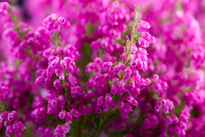 Planta Erica gracilis foto de archivo. Imagen de vivo - 99816020
