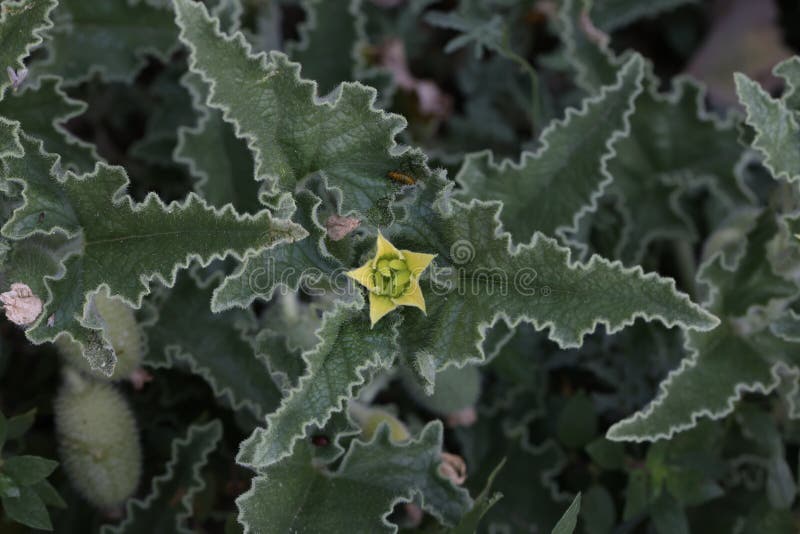Planta Espinhosa Verde Com Folhas Alongadas E Os Espinhos Afiados Foto ... Planta Espinhosa Verde Com Folhas Alongadas E Os Espinhos Afiados Foto ...