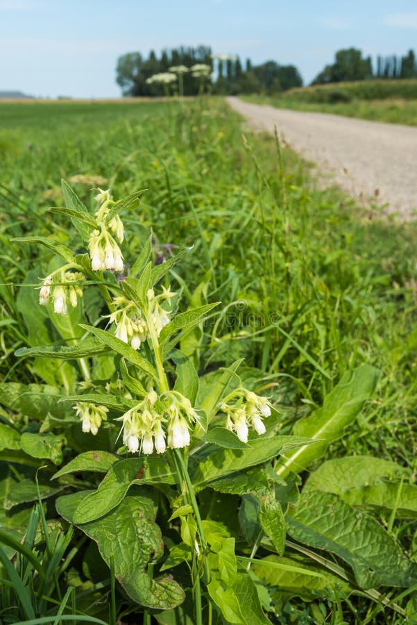 Consuelda De La Planta Medicinal En Un Fondo Blanco Foto de archivo ...