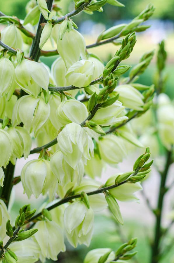 Yuca Gigantea - Flor De Itabo Foto de archivo - Imagen de gusto, dieta ...