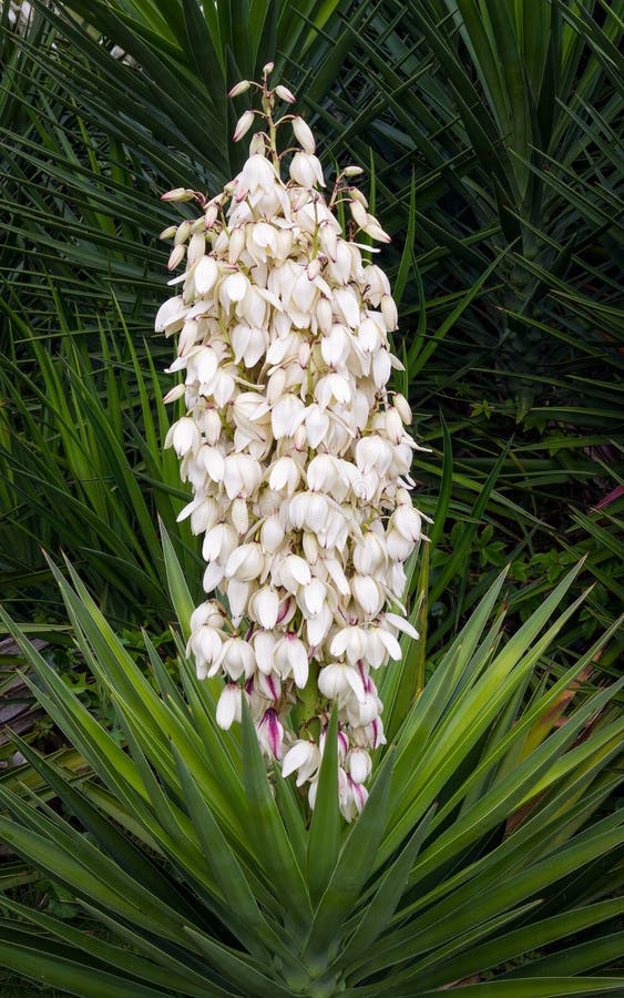 Flor De La Planta De La Yuca Imagen de archivo - Imagen de evergreen ...