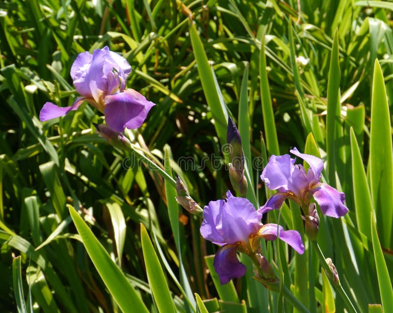 Planta Floreciente Del Iris Azul Imagen de archivo - Imagen de ...