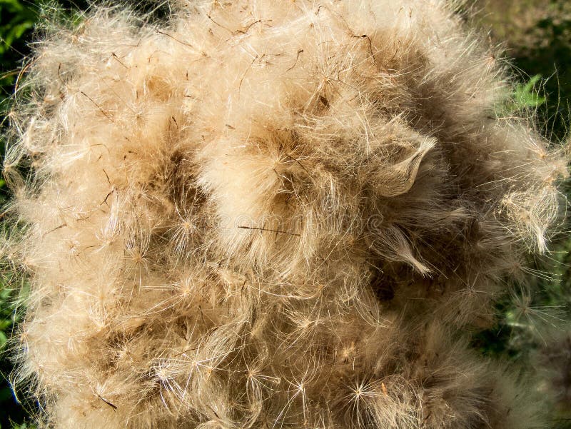 Planta fluffy foto de archivo. Imagen de germen, verano - 255376018