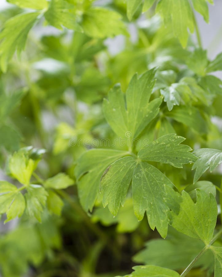 Planta Fresca Del Apio De Monte Imagen de archivo - Imagen de hoja ...