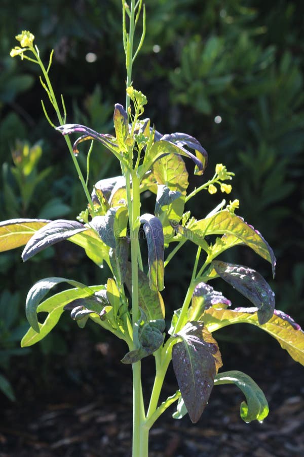 Planta Frondosa Con Las Pinzas Tn Siguiente El Laboratorio Foto de ...