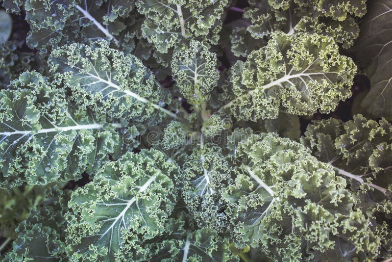 Planta Gigante De La Col Rizada Foto de archivo - Imagen de agricultura ...