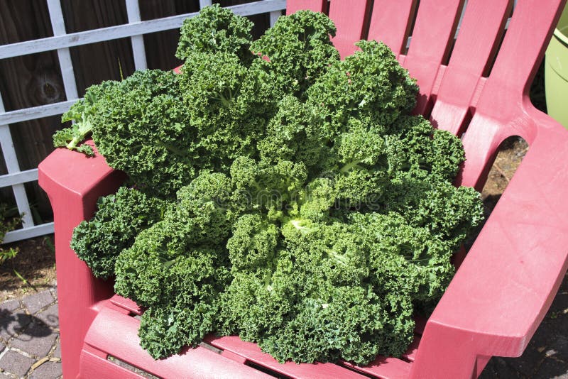Planta Gigante De La Col Rizada Imagen de archivo - Imagen de fresco ...