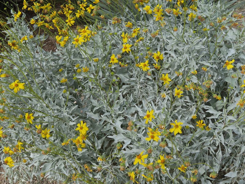 Planta Gris Plateada Con Las Flores Amarillas Imagen de archivo ...