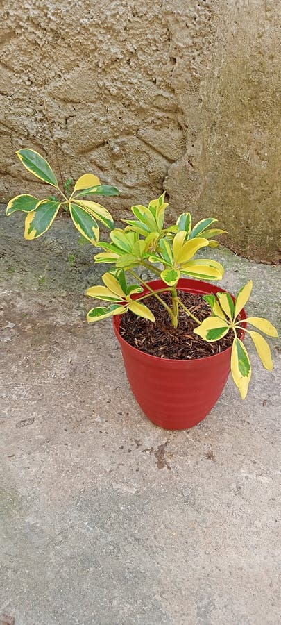 Planta-guarda-chuva Variegada No Vaso Vermelho Schefflera Imagem de Stock - Imagem de planta ...