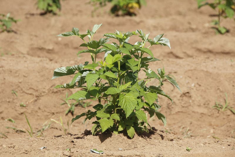 Planta Infructuosa De La Frambuesa Foto de archivo - Imagen de ...