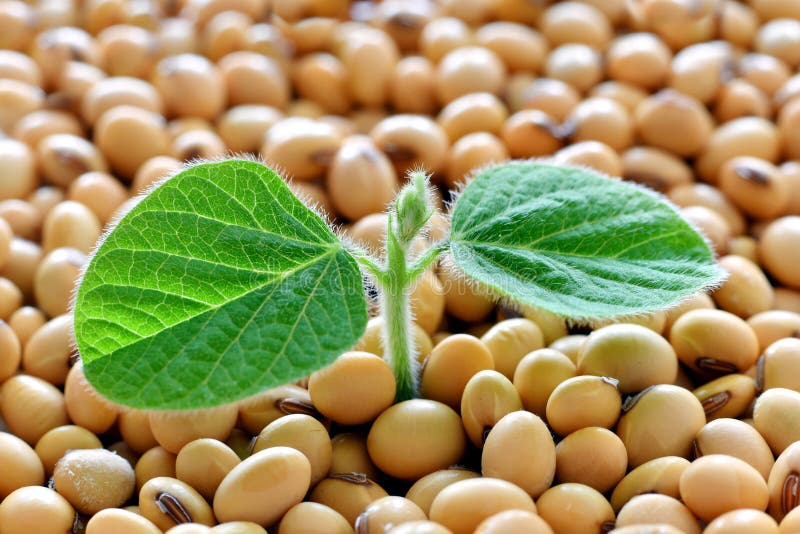 Planta Joven De La Soja, Germinando De Las Semillas De La Soja Foto de ... Planta Joven De La Soja, Germinando De Las Semillas De La Soja Foto de ...