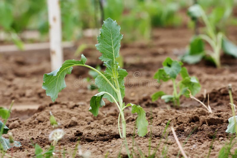 Planta Del Colinabo Con Descensos Del Agua Imagen de archivo - Imagen ...
