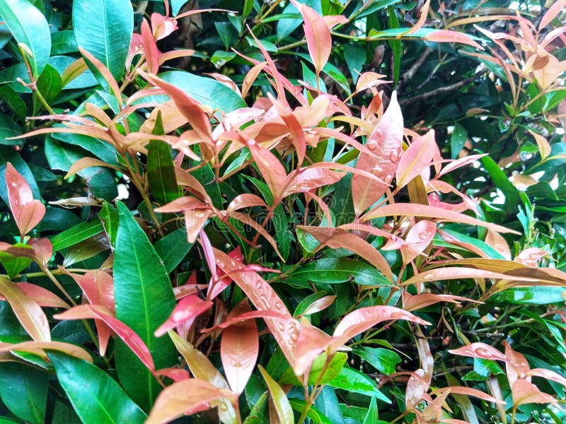 Planta llamada daun merah foto de archivo. Imagen de cubo - 208194028