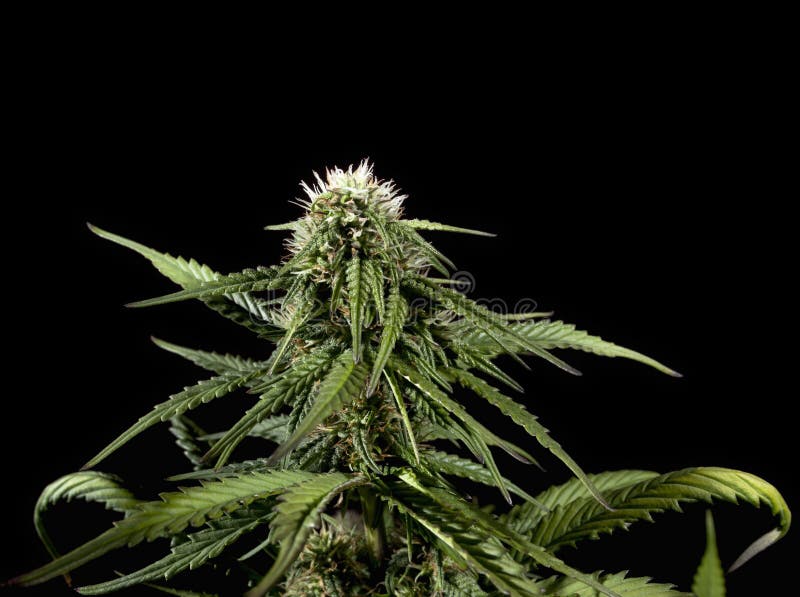 Planta madura do cannabis imagem de stock. Imagem de relaxamento - 84008403
