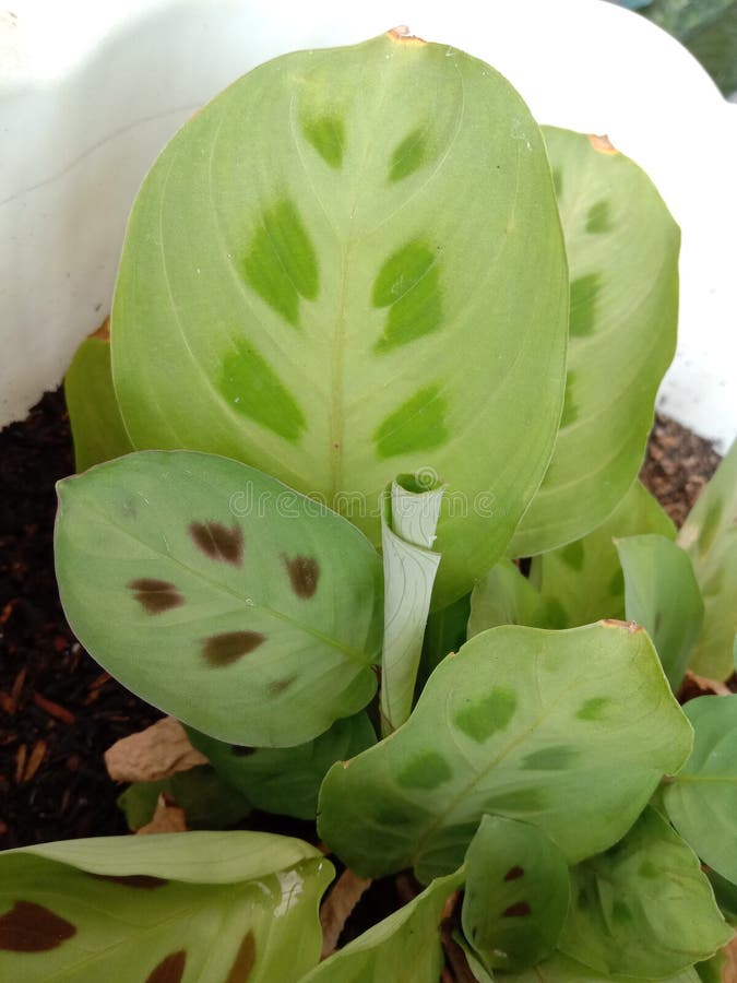 Planta Maranta Com Algumas Folhas Ainda Enroladas E Pequenas Foto de ...