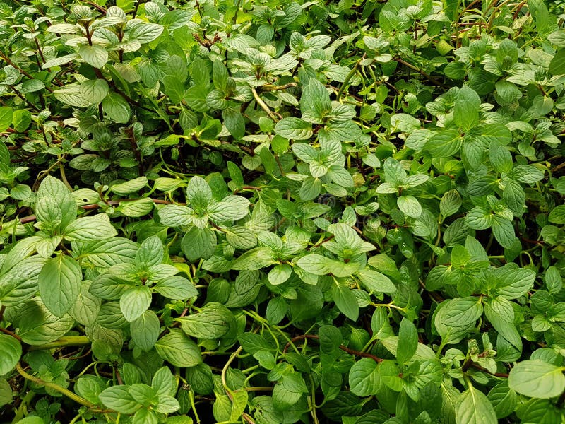 Planta Medicinal De La Menta Foto de archivo - Imagen de plantas ...