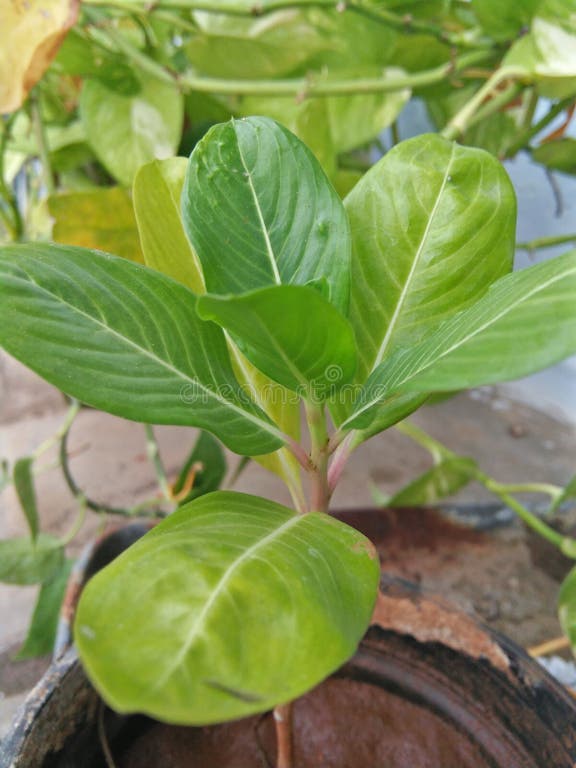 Planta mini foto de archivo. Imagen de planta, mini - 156306046