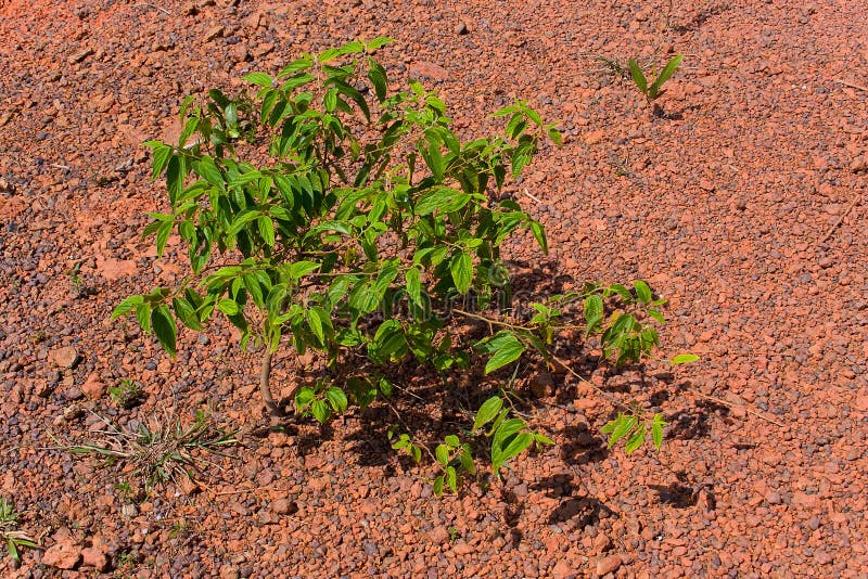 Planta Na Terra Seca Vermelha Em Camboja Foto de Stock - Imagem de ...