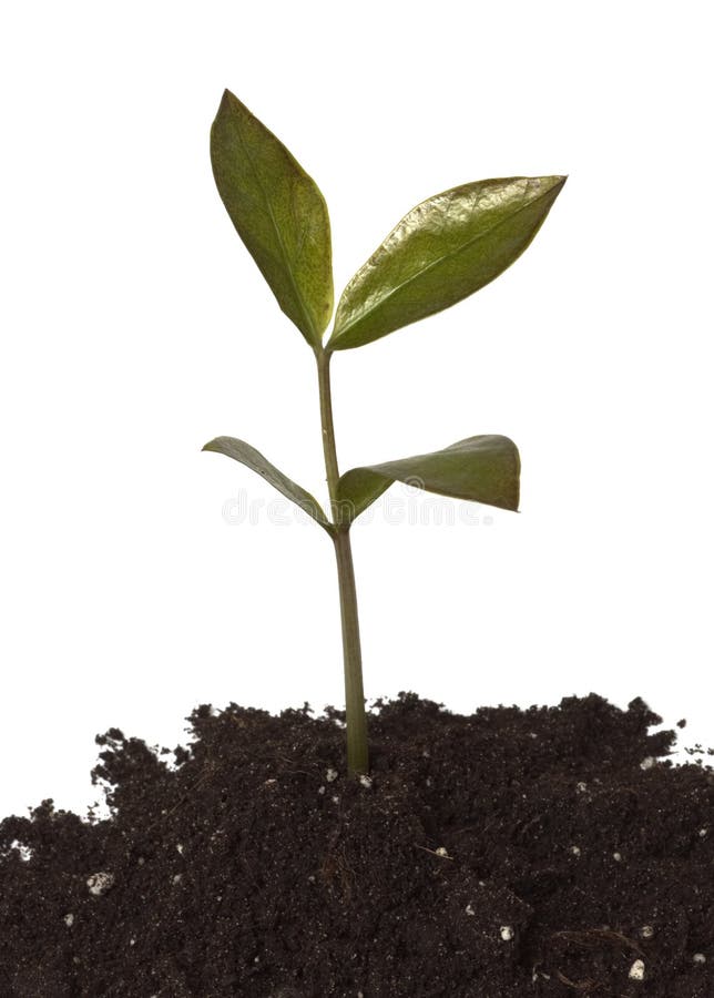 Planta nova foto de stock. Imagem de vida, jardinar, agricultura - 13057598