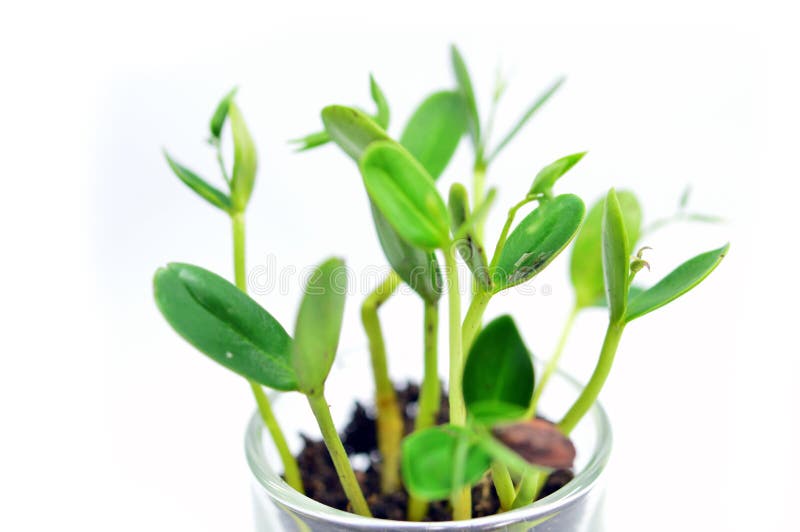 Planta nova foto de stock. Imagem de verde, cultivado - 31305934